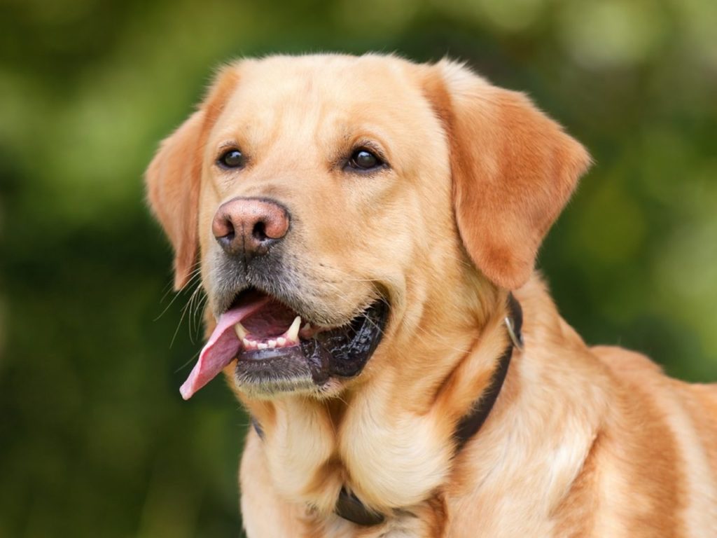 Complete In-depth Guide to Labrador Retriever Exercise - Barkercise
