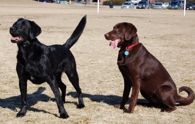 Complete In-depth Guide to Labrador Retriever Exercise - Barkercise