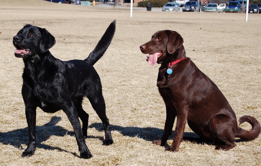 Complete In-depth Guide to Labrador Retriever Exercise - Barkercise