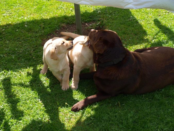 Complete In-depth Guide to Labrador Retriever Exercise - Barkercise