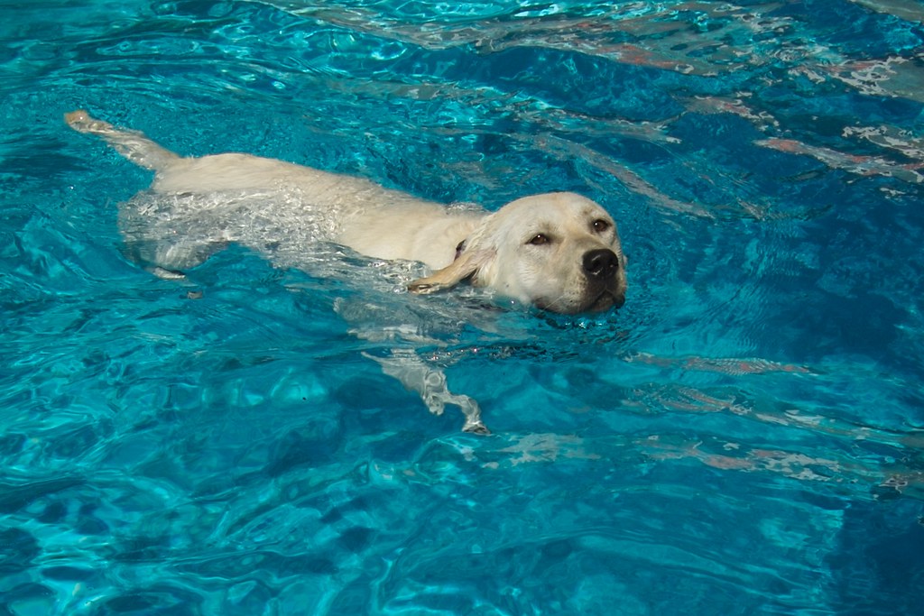 Complete In-depth Guide to Labrador Retriever Exercise - Barkercise
