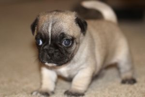 How much exercise does a Pug need - Barkercise