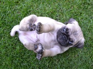 How much exercise does a Pug need - Barkercise