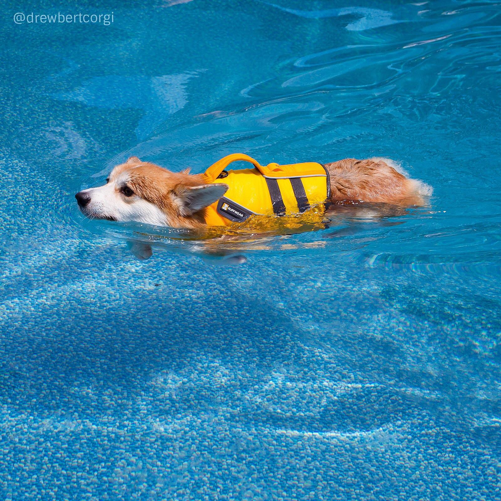 How much exercise does a Corgi need - Barkercise