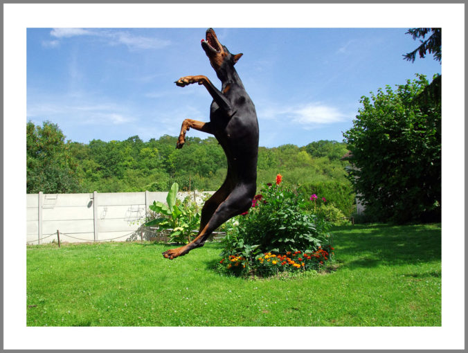 How much exercise does a Doberman need - Barkercise