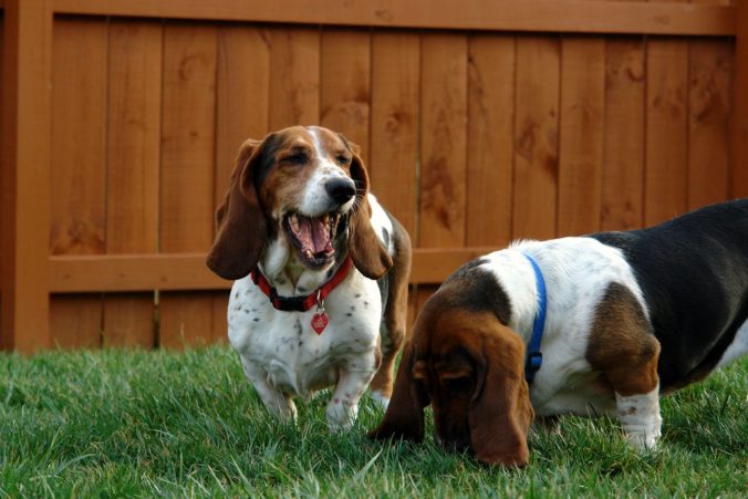 Guide to Basset Hound Exercise Needs - Barkercise