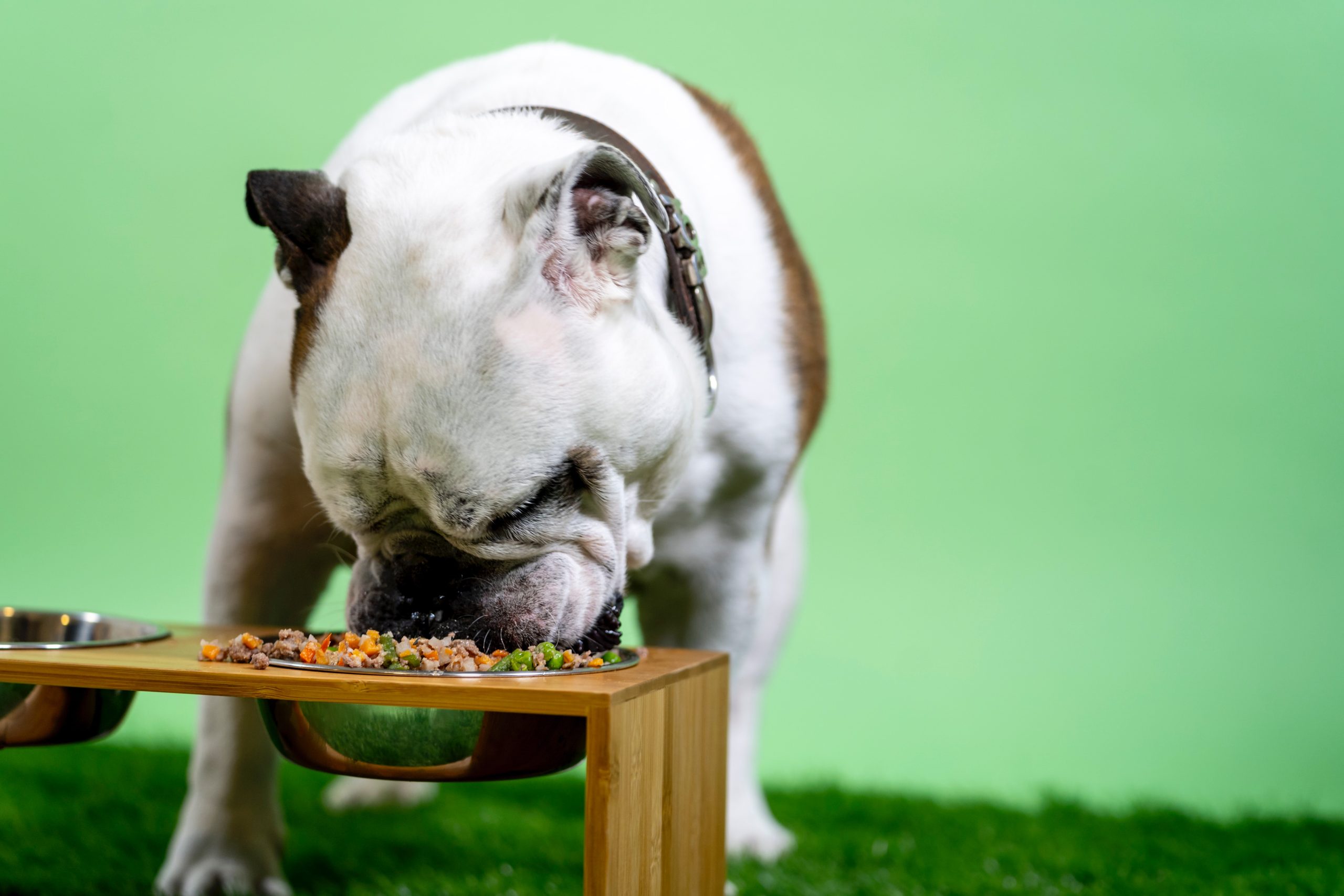 Food enrichment ideas and activities for dogs - Barkercise