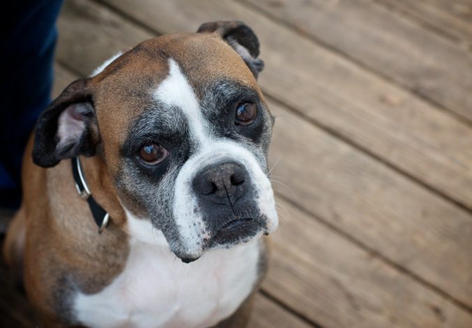 Boxer dog daily exercise guide and routine - Barkercise