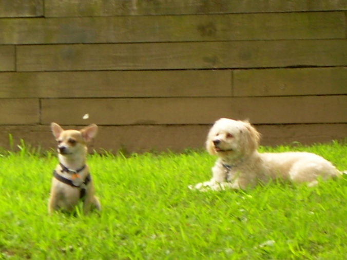 Cavapoo (Cavoodle) Exercise Needs Guide - Barkercise