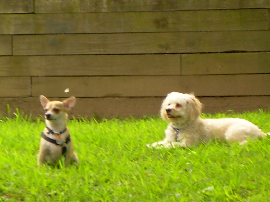 Cavapoo (Cavoodle) Exercise Needs Guide - Barkercise