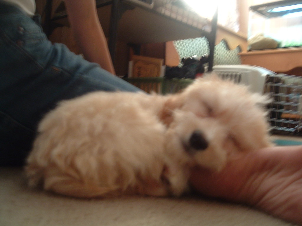 Cavapoo (Cavoodle) Exercise Needs Guide - Barkercise