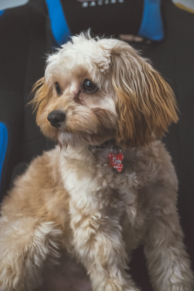 Cavapoo (Cavoodle) Exercise Needs Guide - Barkercise