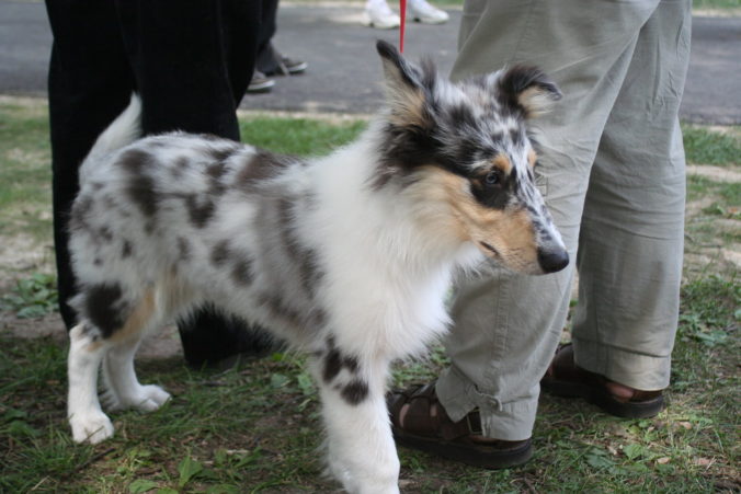 Rough Collie Exercise Needs Guide - Barkercise