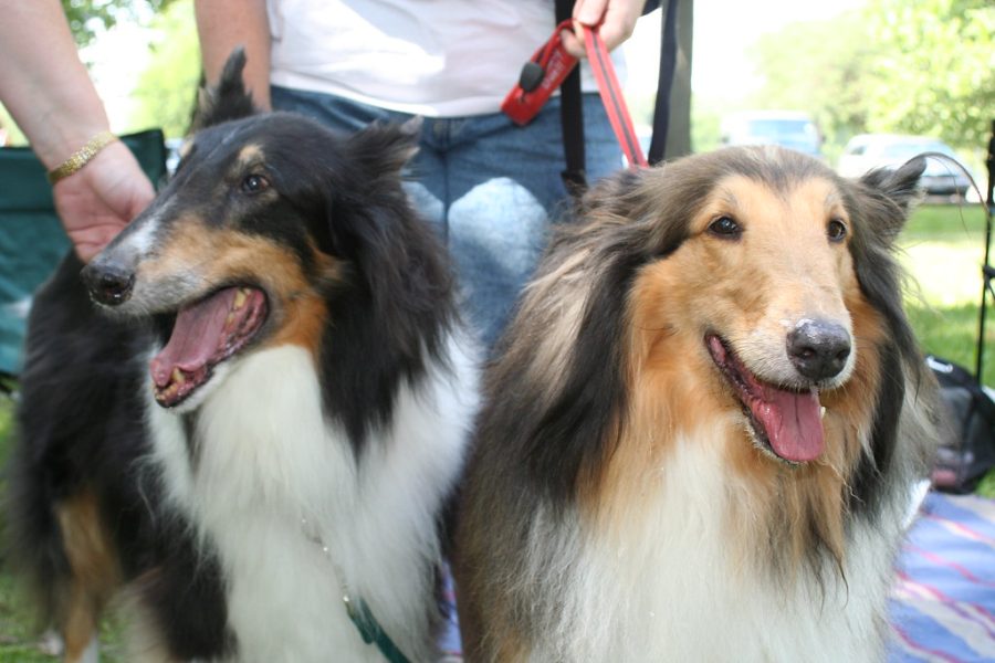 Rough Collie Exercise Needs Guide - Barkercise