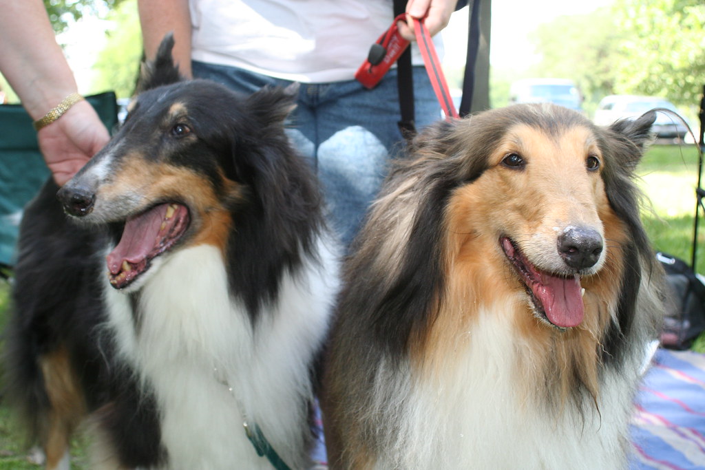 Rough Collie Exercise Needs Guide - Barkercise