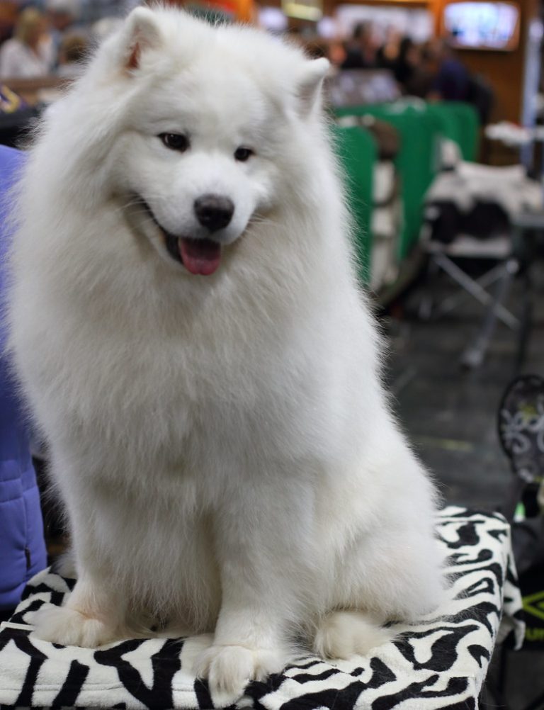 Guide to Samoyed Exercise Needs - Barkercise