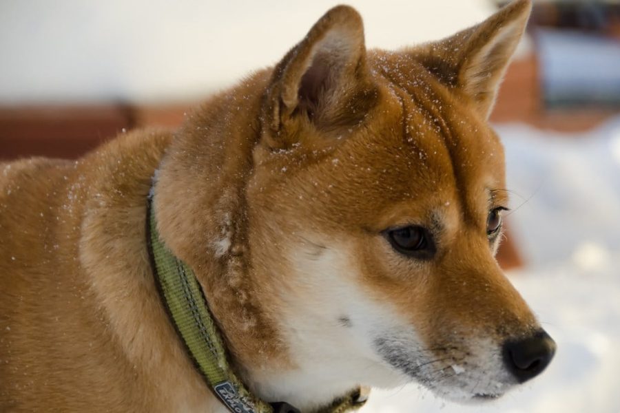 Shiba Inu Exercise Needs Guide and Ideas - Barkercise