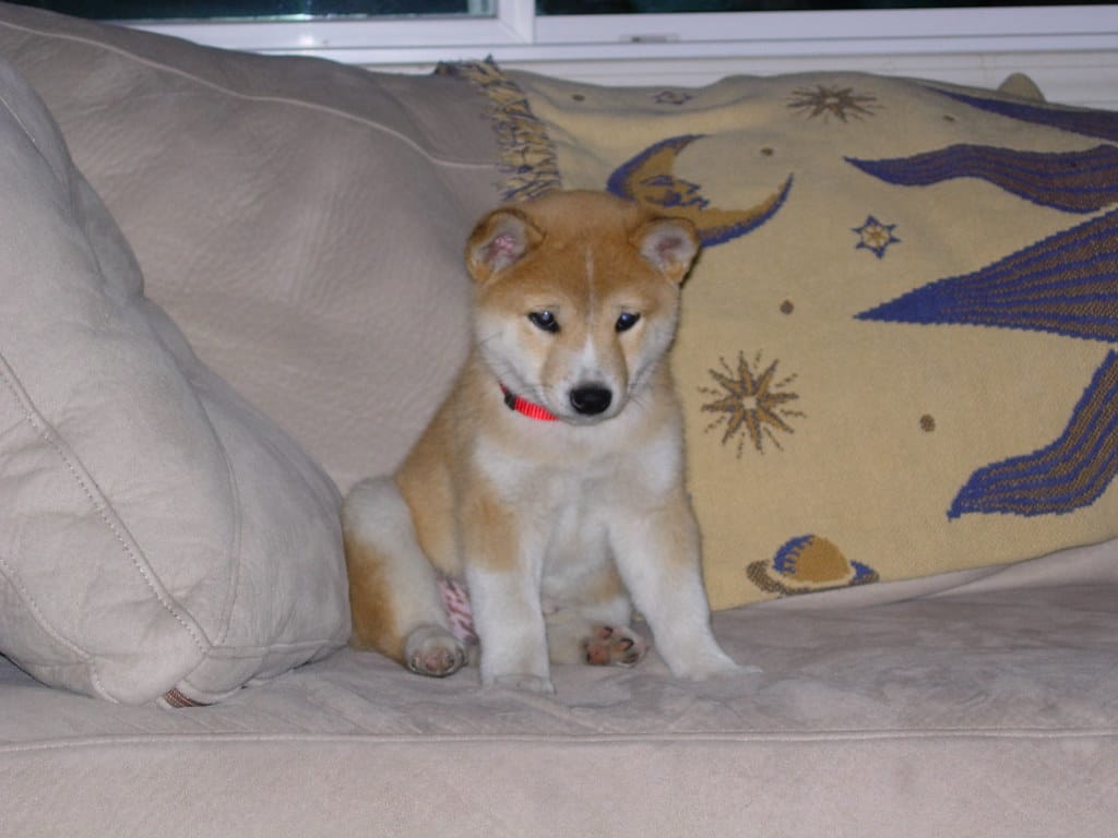 Shiba Inu Exercise Needs Guide and Ideas - Barkercise