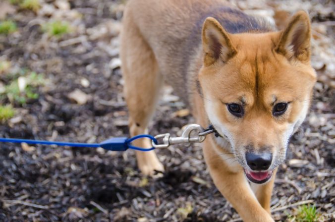 Shiba Inu Exercise Needs Guide and Ideas - Barkercise