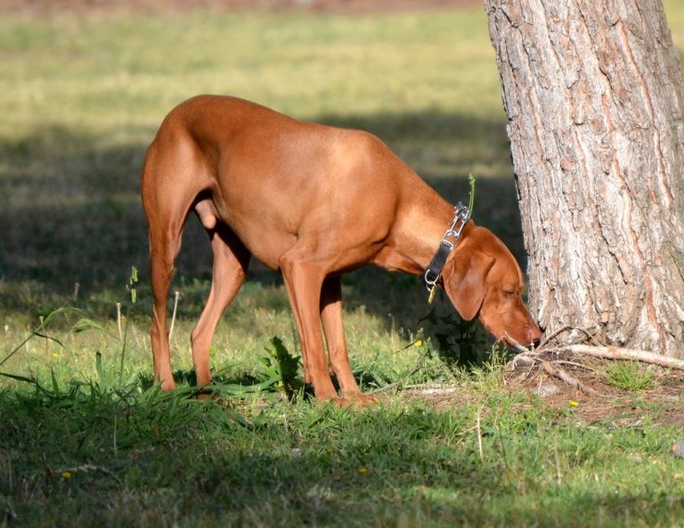 Hungarian Vizsla exercise needs and ideas - Barkercise