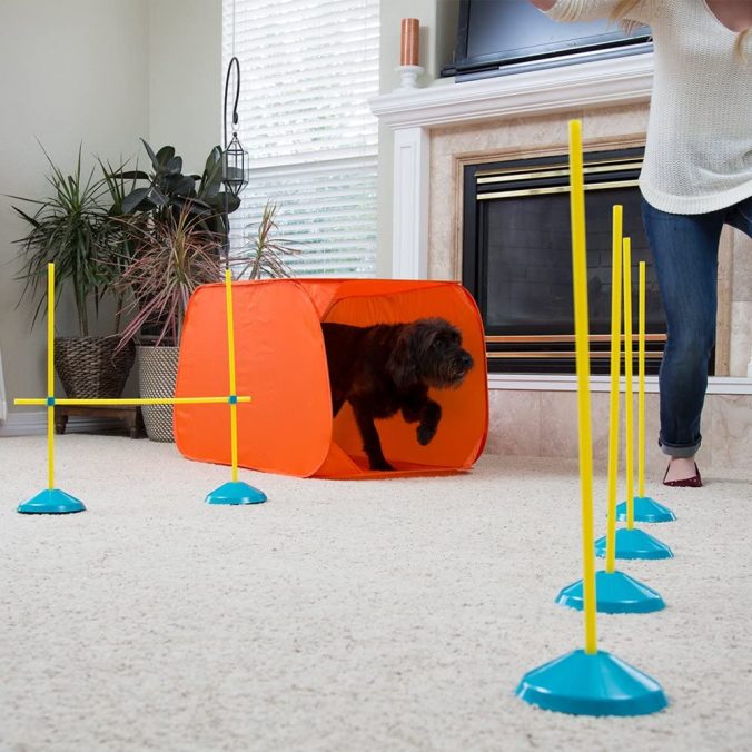Best Agility Training Equipment for Dogs - Barkercise