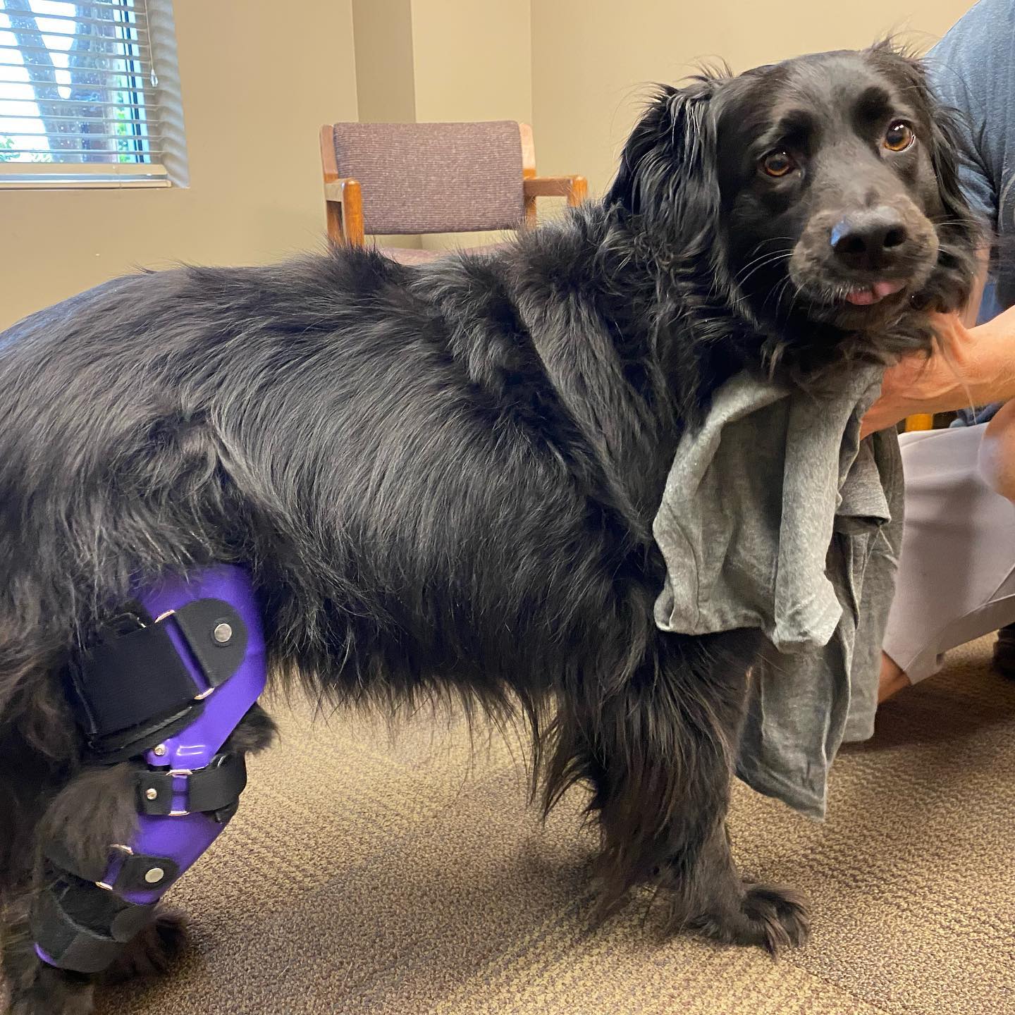 A Vet's Guide to Hip Dysplasia in Dogs - Barkercise